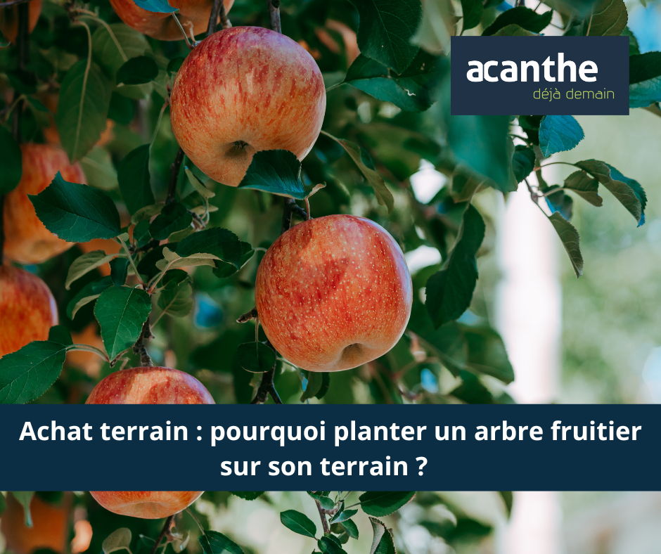 Pourquoi planter un arbre fruitier sur son terrain ? | Acanthe
